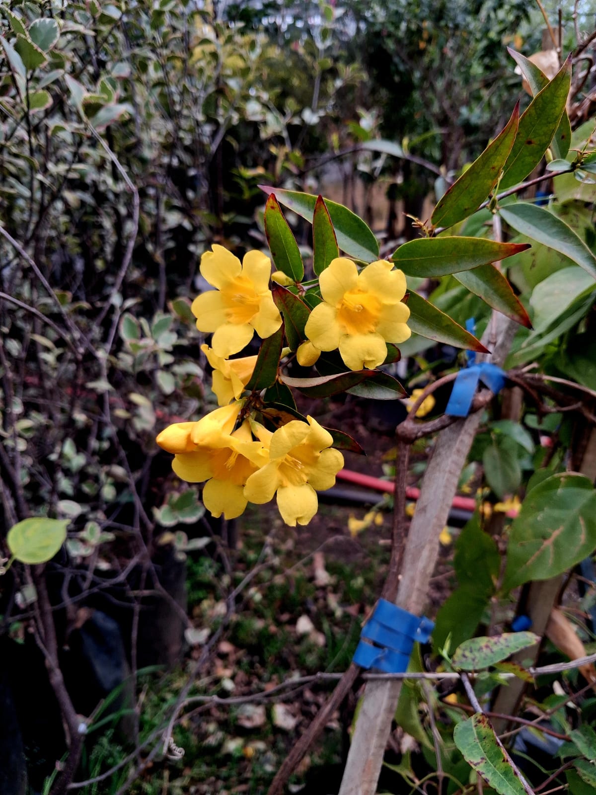 Climbing Plants & Creepers – Schubert Landscapes