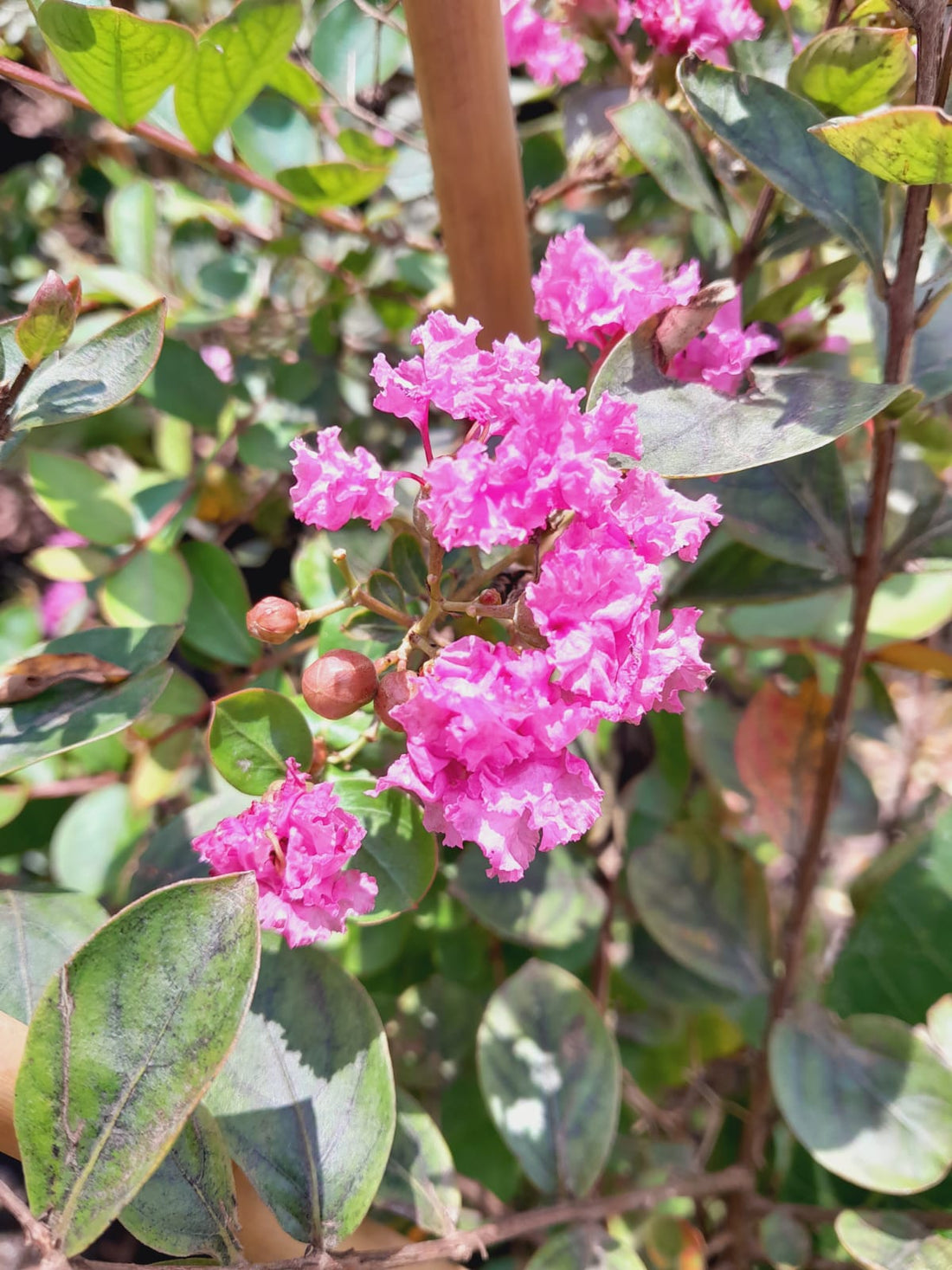 Lagerstroemia Indica Dwarf - Pride of India 10L (Light Pink) – Schubert ...